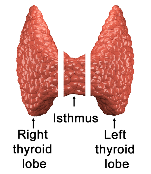 Thyroid Gland doctorlansford.com
