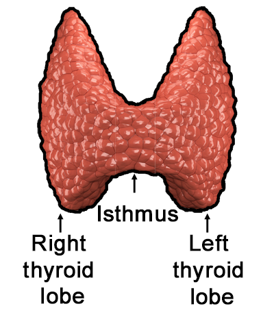 Considerations in Extent of Thyroidectomy for Thyroid Cancer or ...