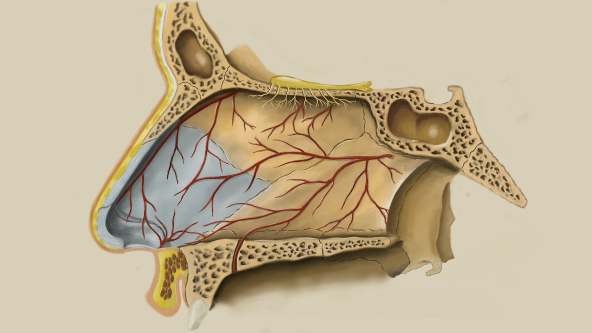Perforated Nasal Septum: Perforation Cloison Nasale – OHYDHC