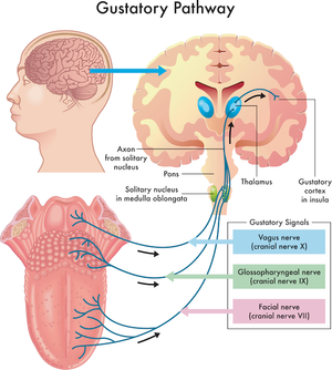 Conditions affecting taste - Gustatory Dysfunction | DoctorLansford.com