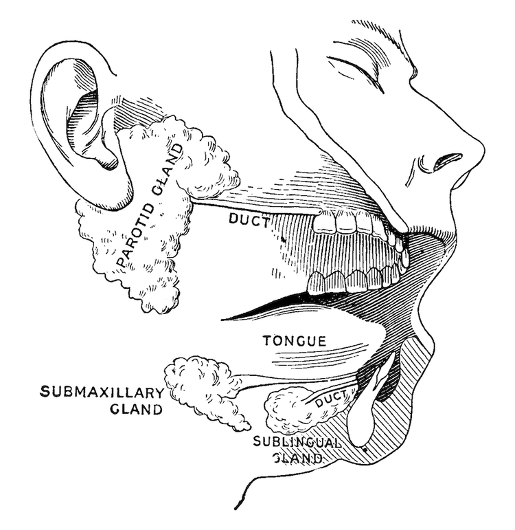 Salivary Gland Conditions | doctorlansford.com