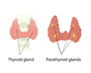 Parathyroid Gland | doctorlansford.com