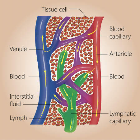 Lymph node | doctorlansford.com