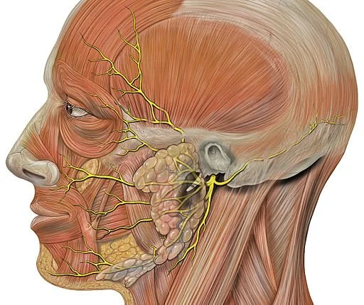 Conditions affecting the face