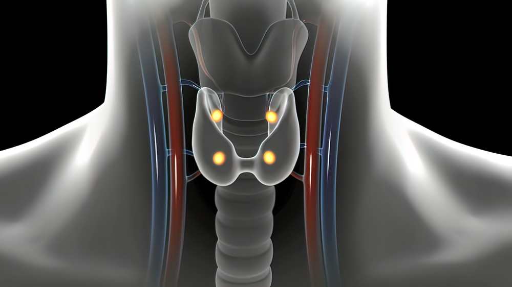 Parathyroid Gland | doctorlansford.com