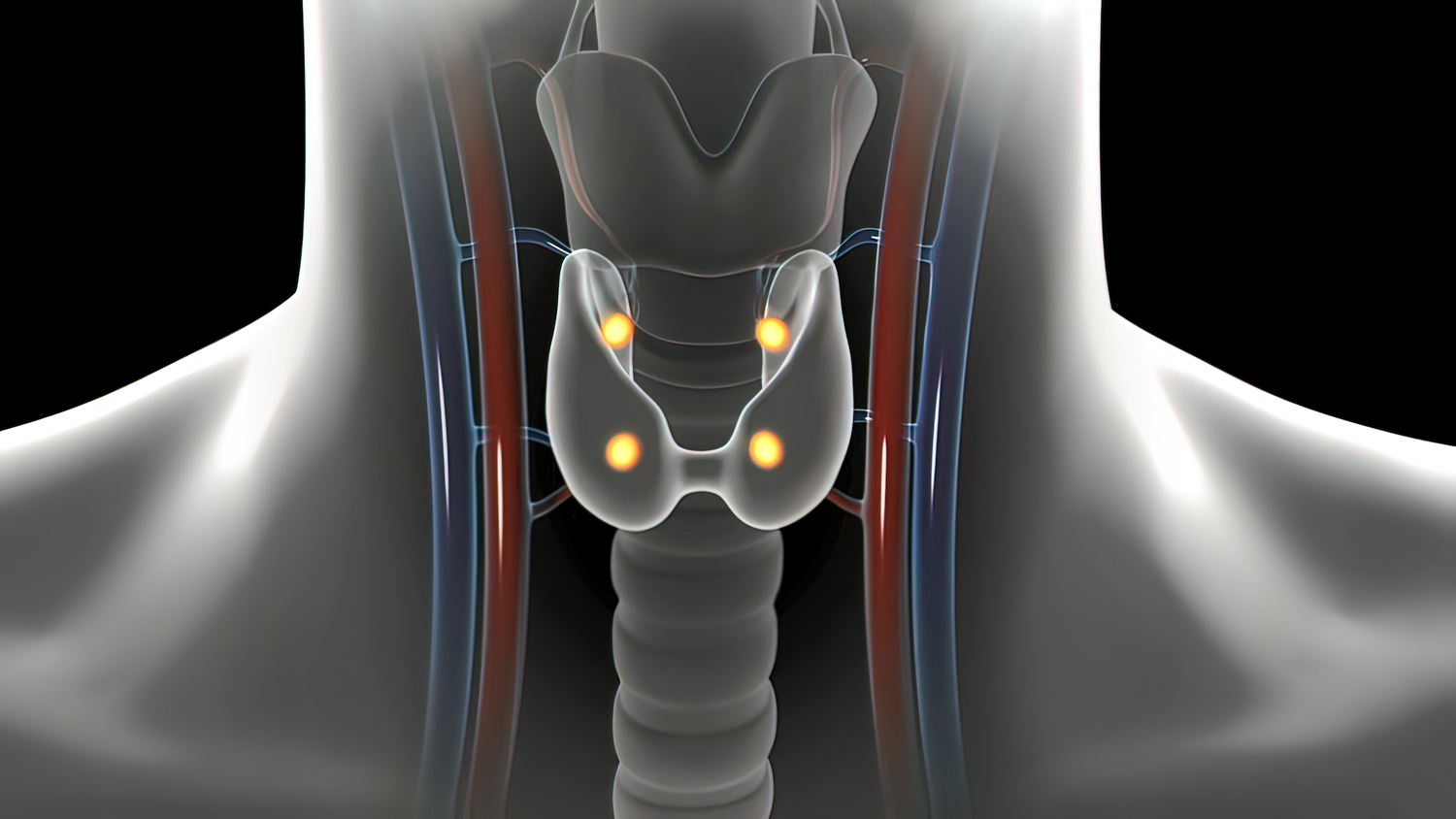 Parathyroid Gland | doctorlansford.com