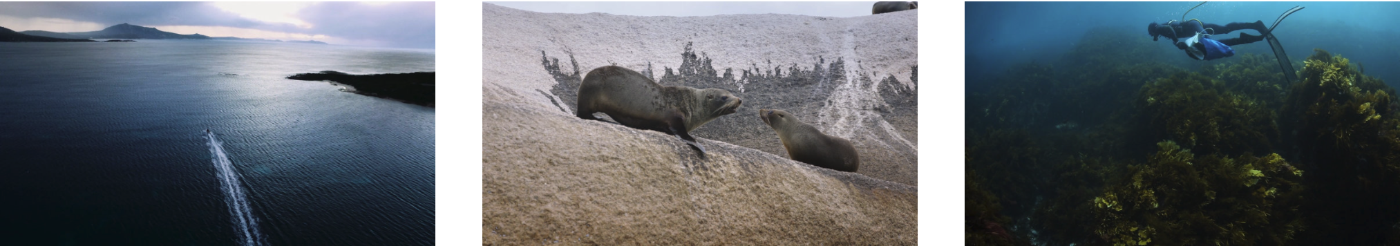 Joel Burrows - Asahi