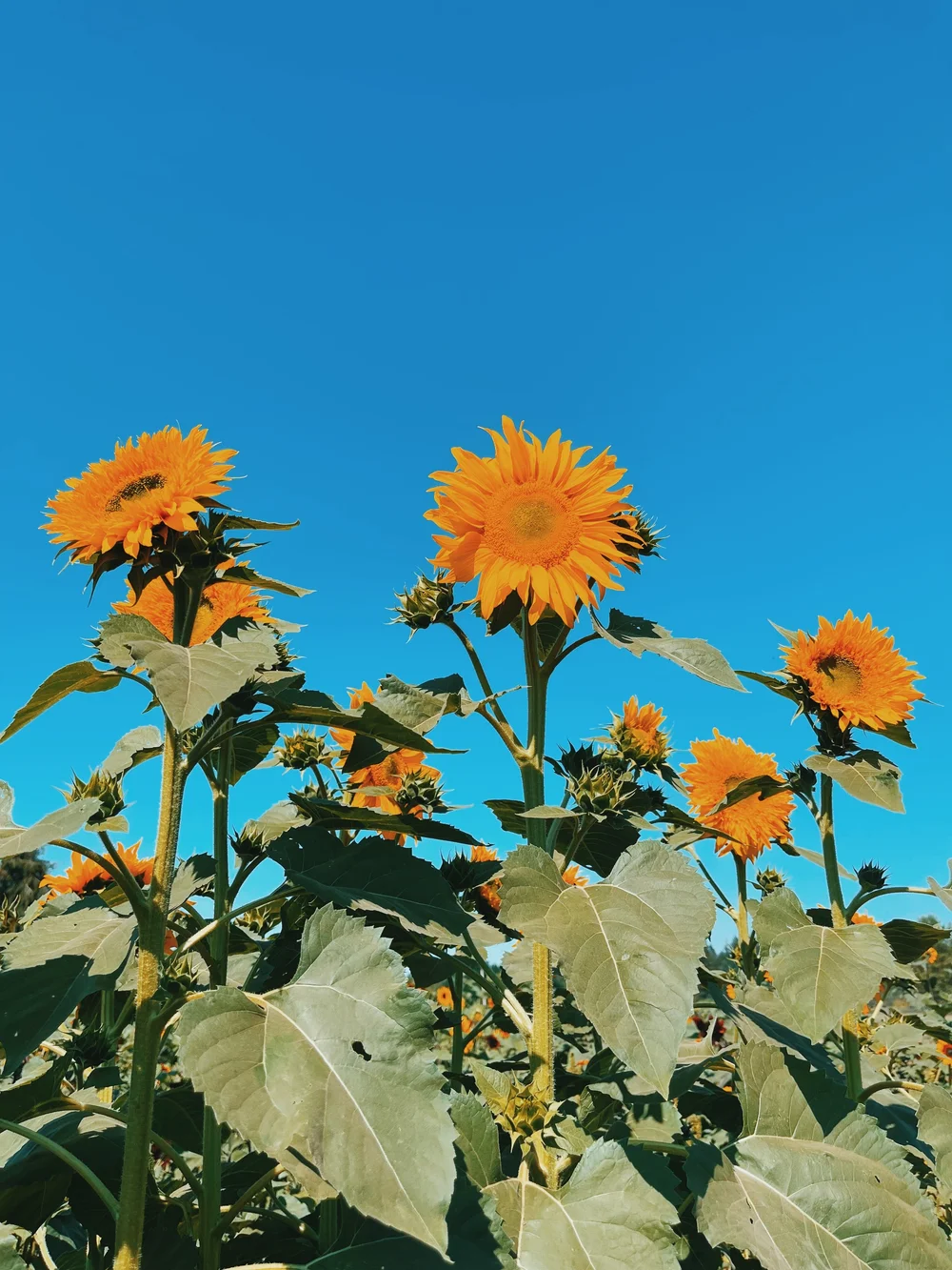 Rutledge Family Farm Sunflower Festival (Olympia, Washington) — Kathryn ...