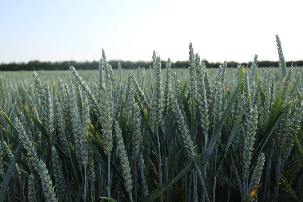 Spring Varieties 2025 — Bartholomews