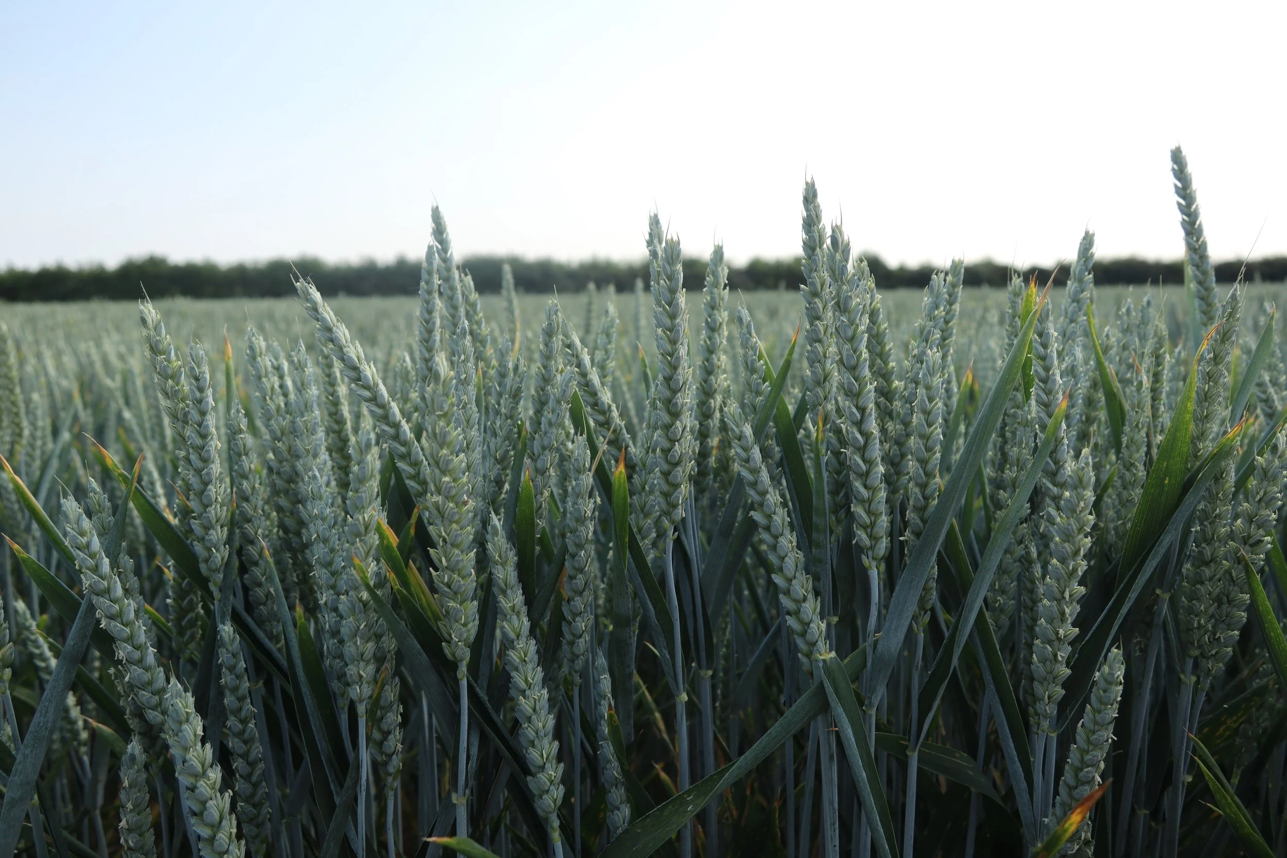 Spring Varieties 2025 — Bartholomews