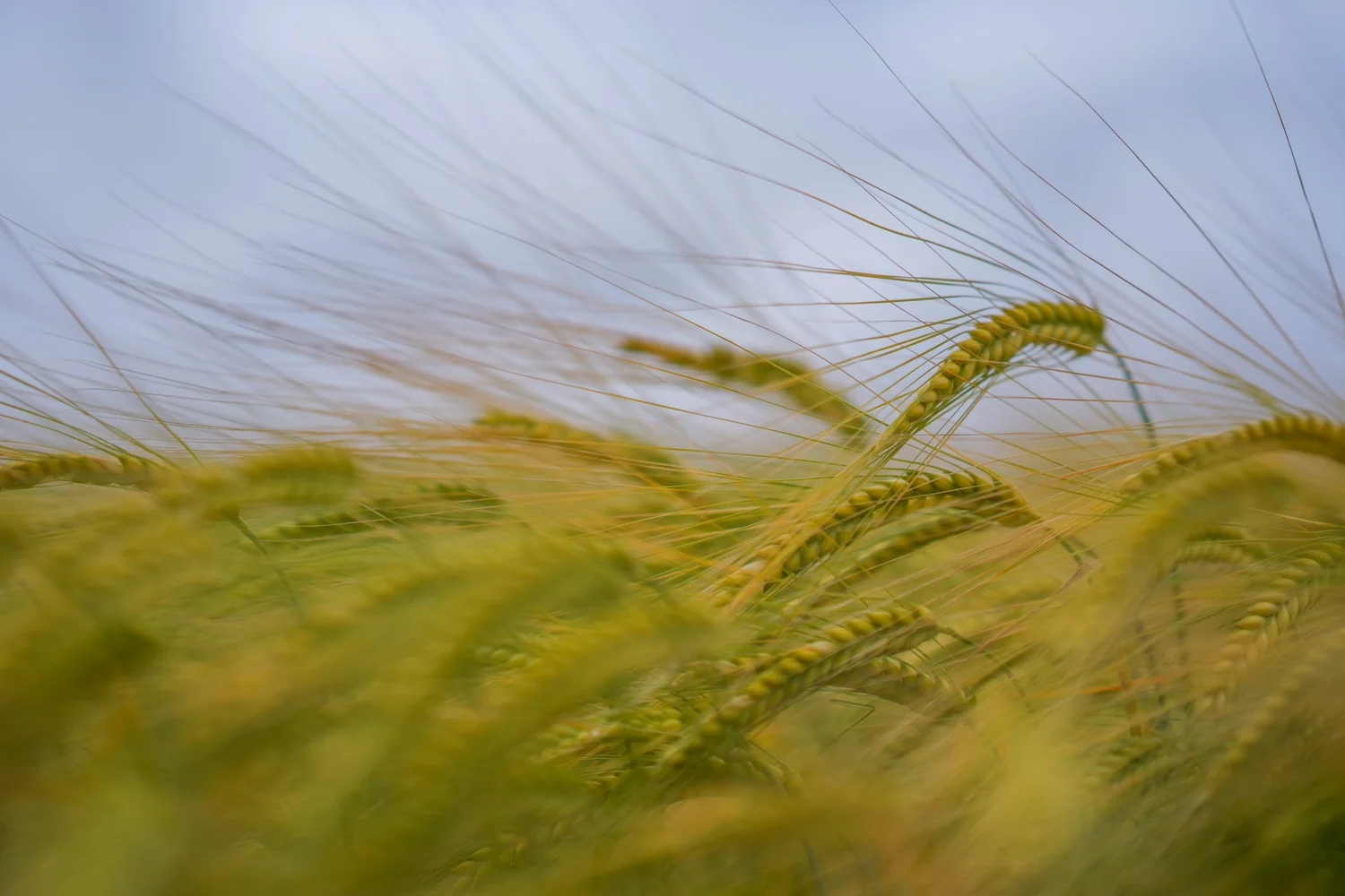 Spring Varieties 2025 — Bartholomews