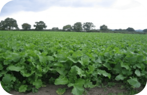 Forage Crops — Bartholomews