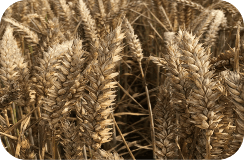 Wheat — Bartholomews