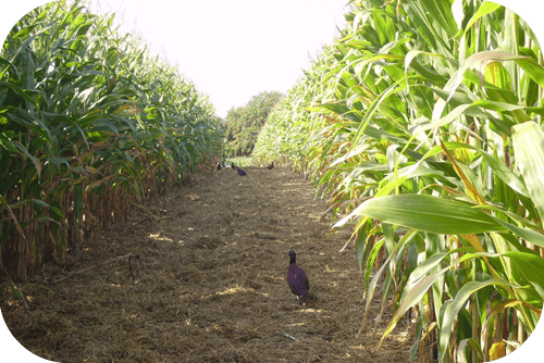 Pheasant Feed — Bartholomews