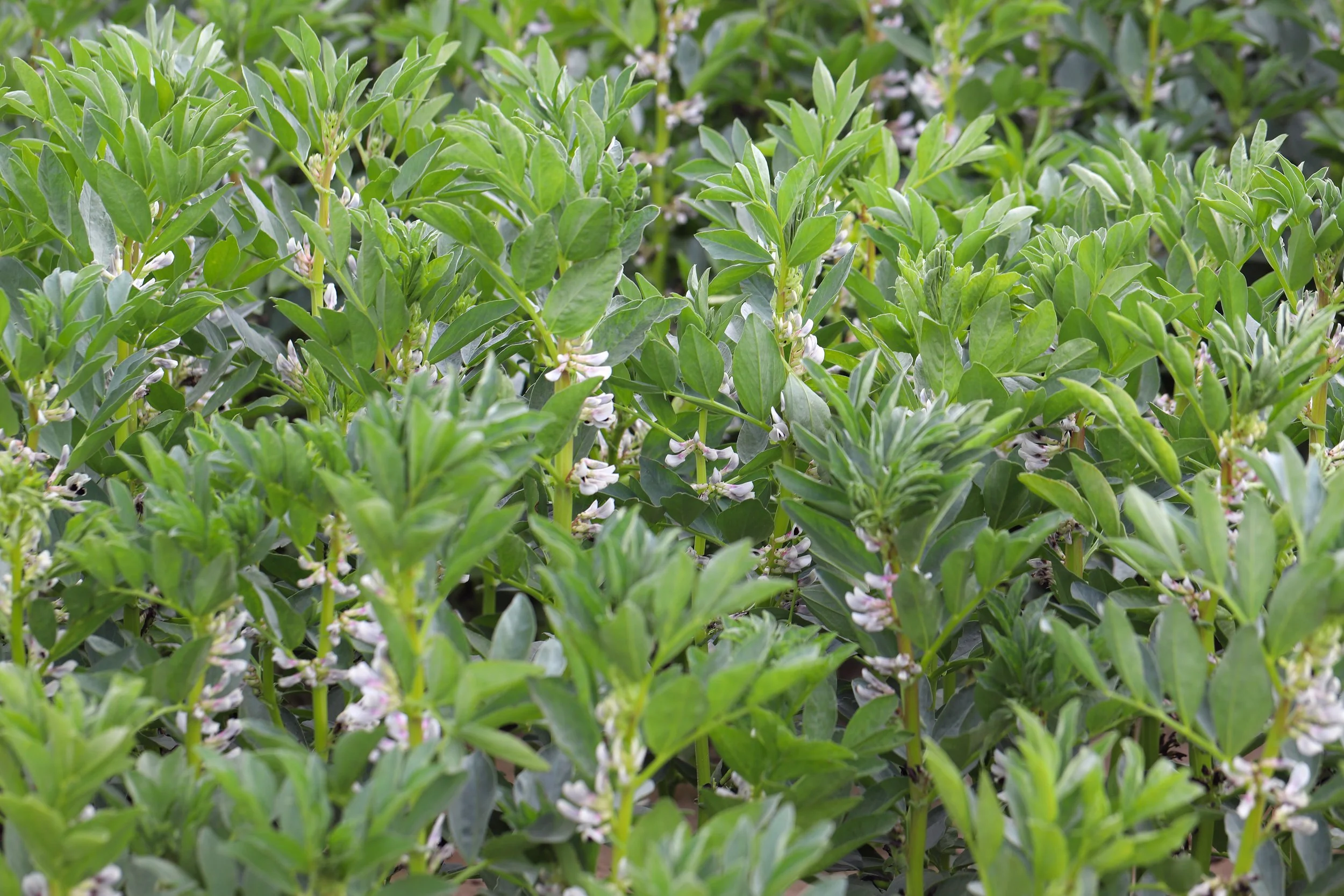 Spring Varieties 2025 — Bartholomews