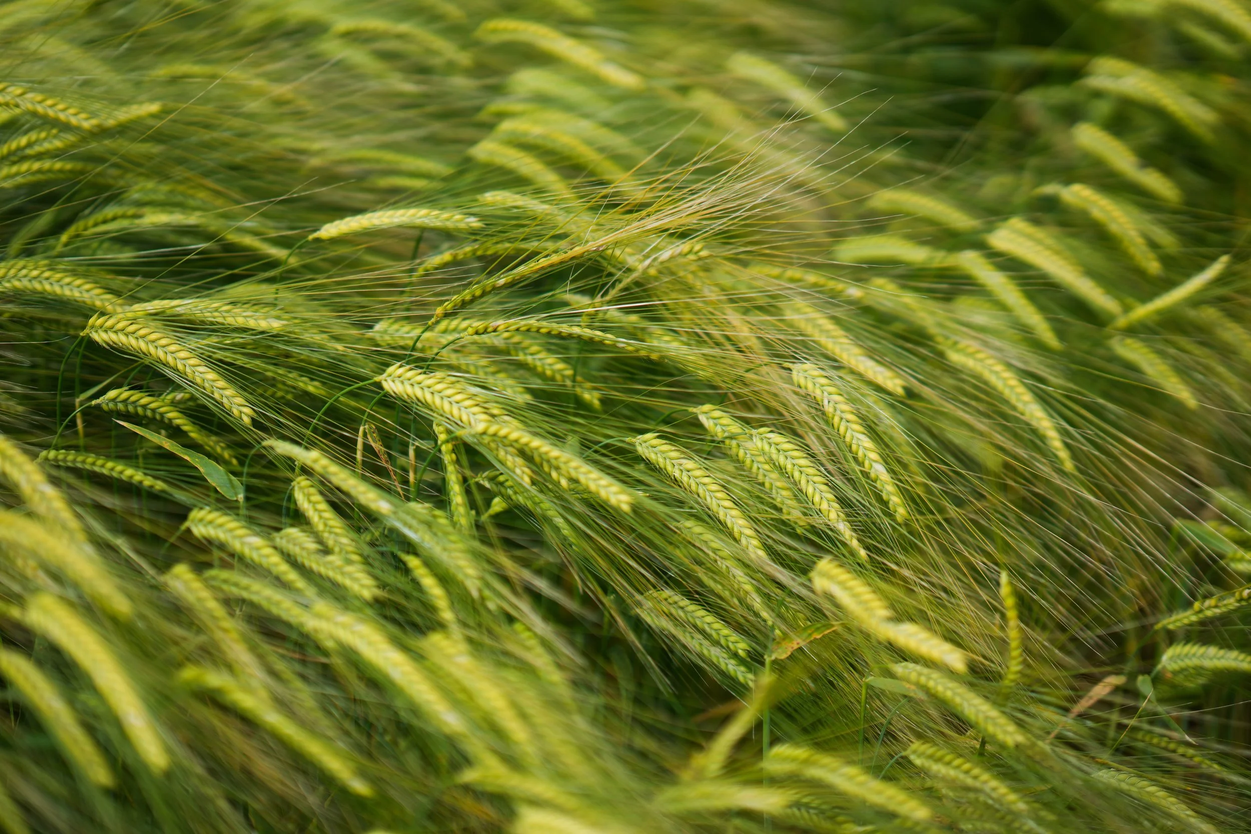 Spring Varieties 2025 — Bartholomews