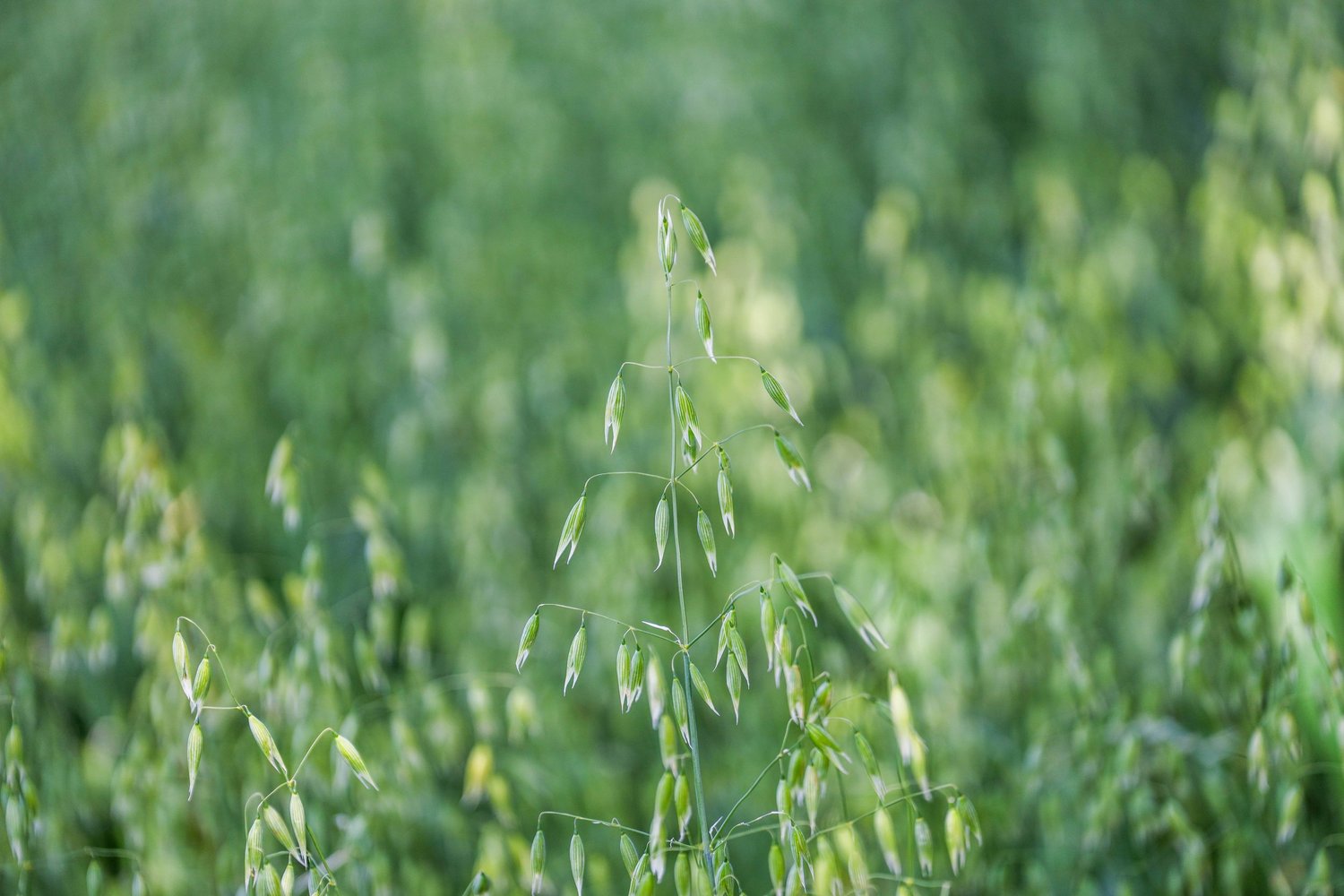 Spring Varieties 2025 — Bartholomews