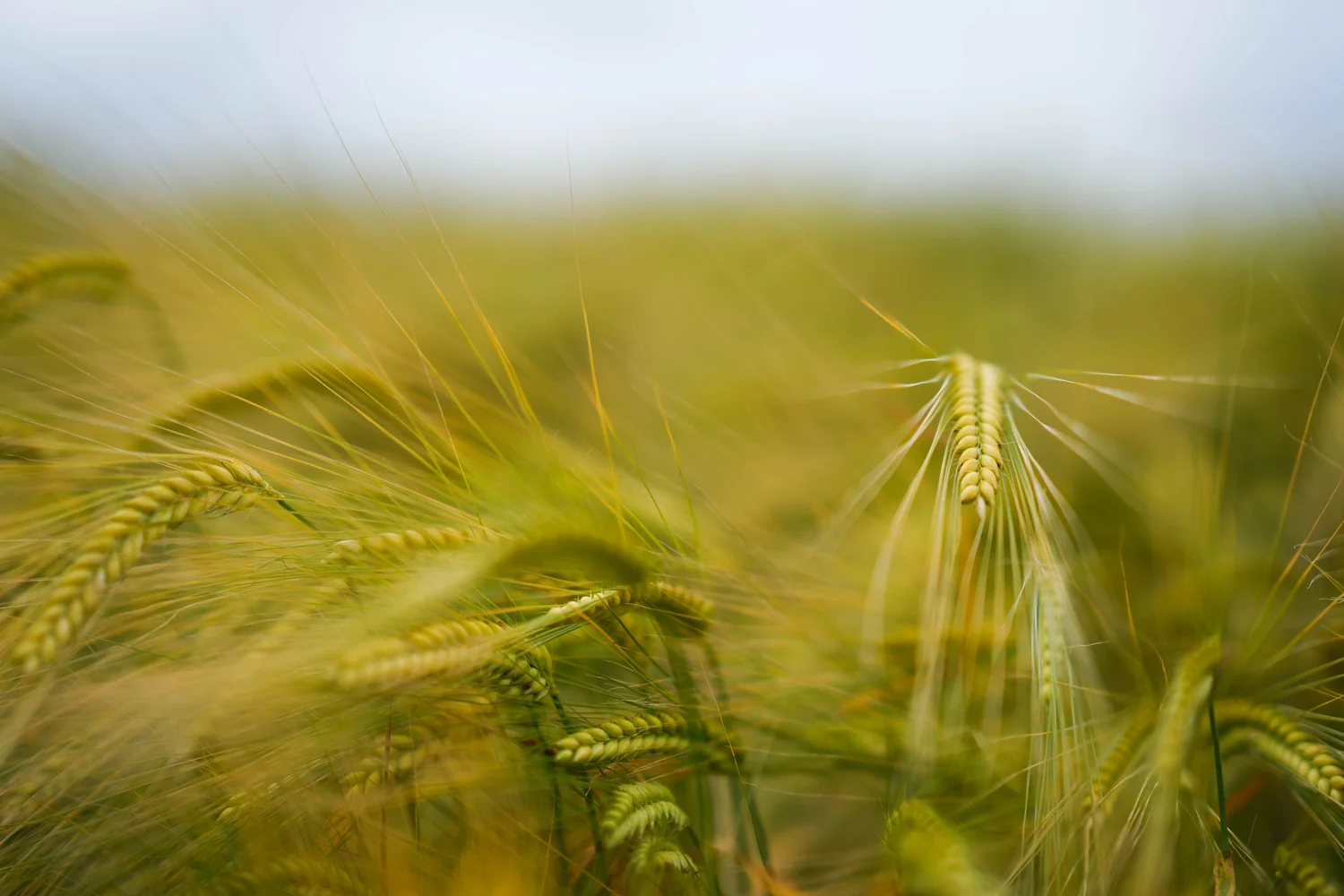 Spring Varieties 2025 — Bartholomews