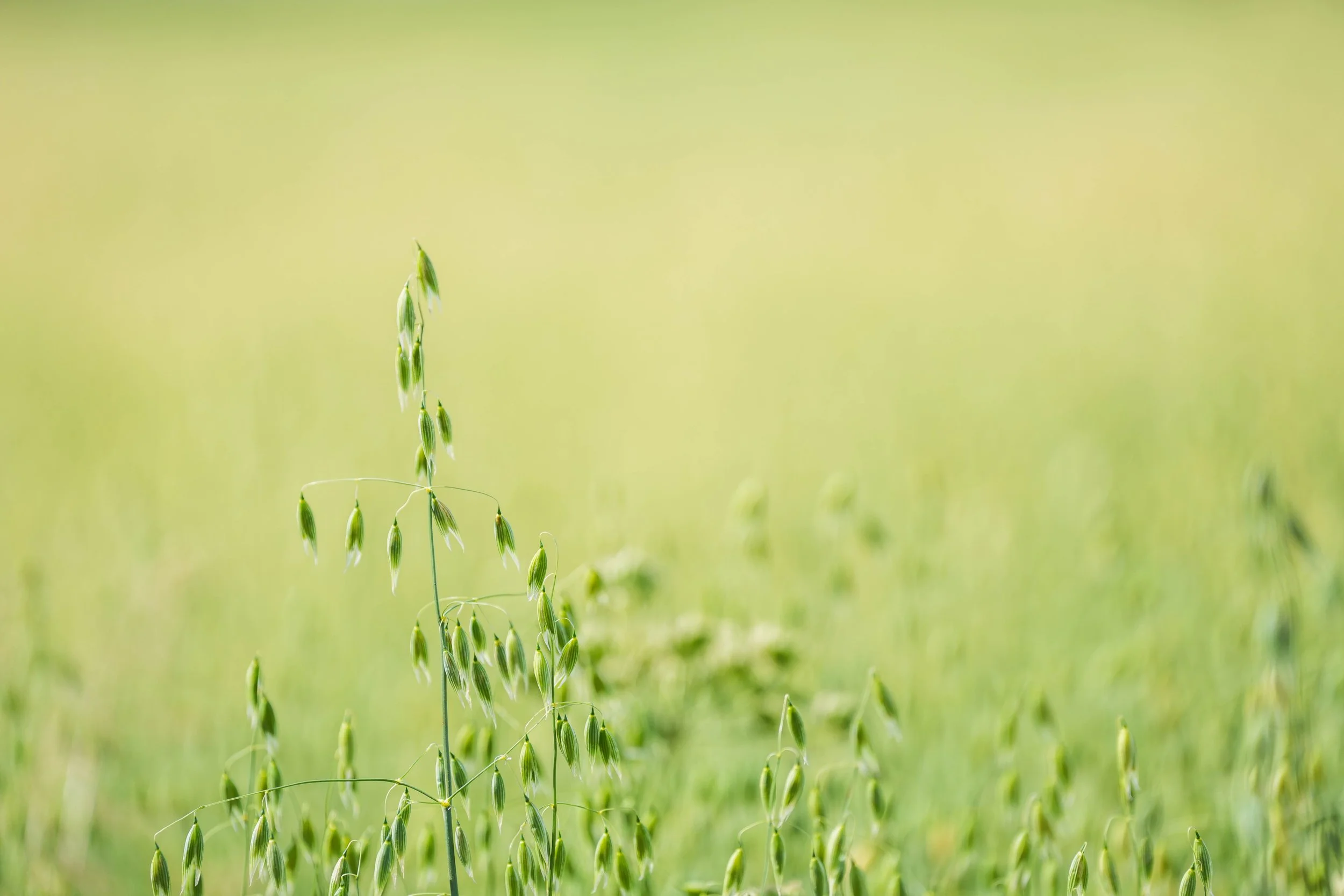 Spring Varieties 2025 — Bartholomews