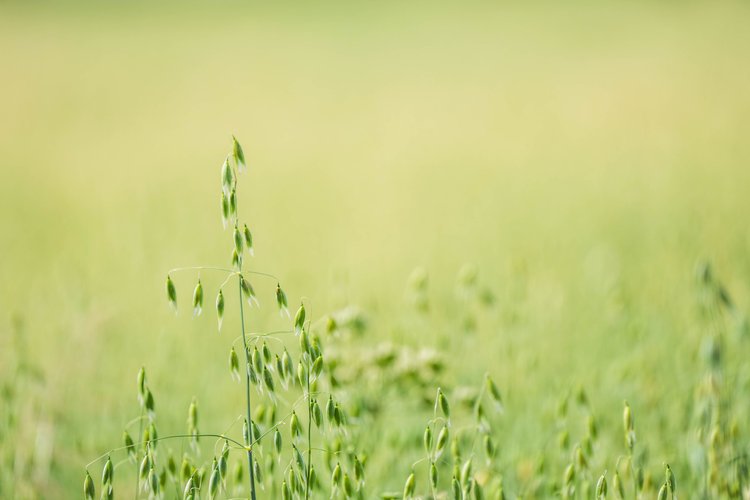 Spring Varieties 2025 — Bartholomews