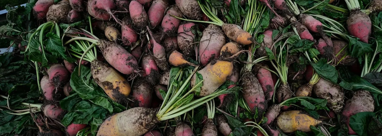 FORAGE CROP — Bartholomews