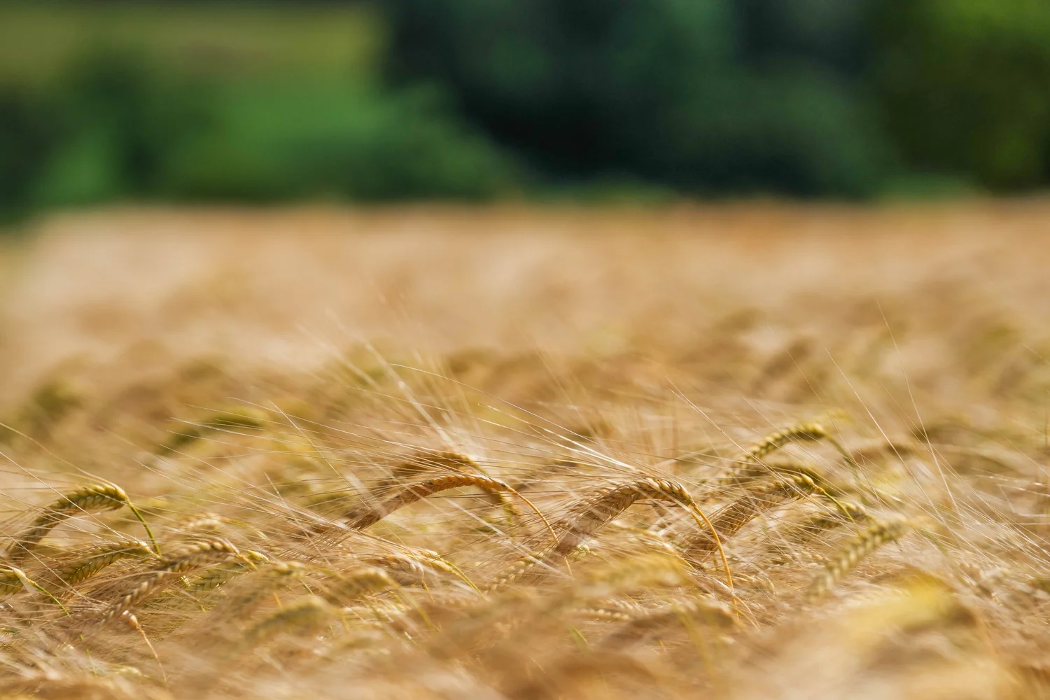 Spring Varieties 2025 — Bartholomews