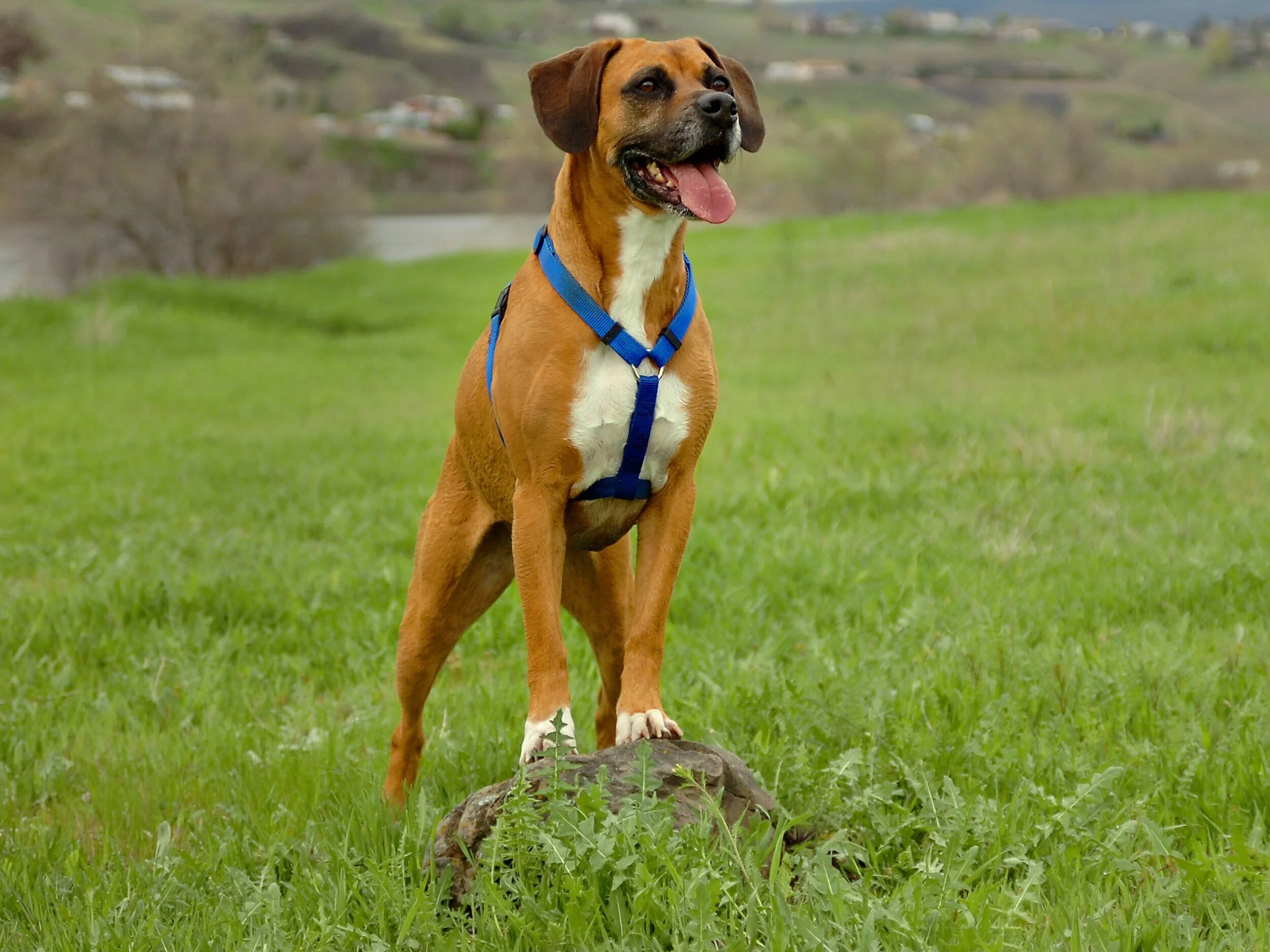 Group Classes — Wonder Dogs