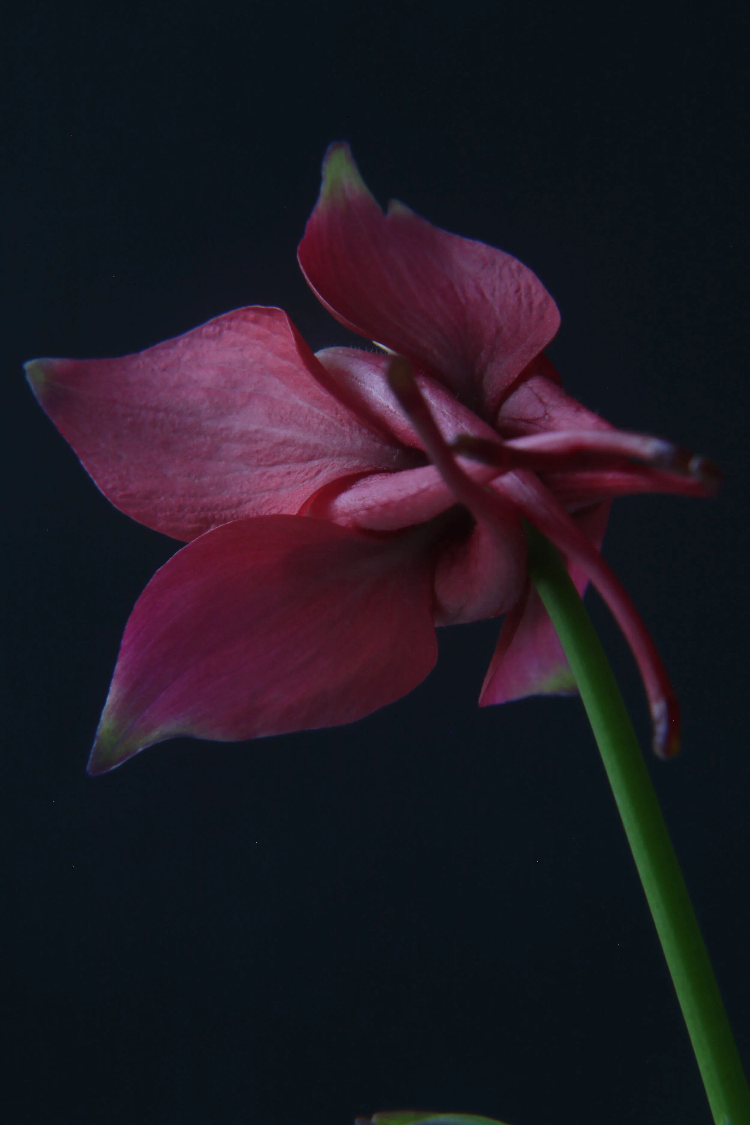 Flowers — Yuta Okkotsu