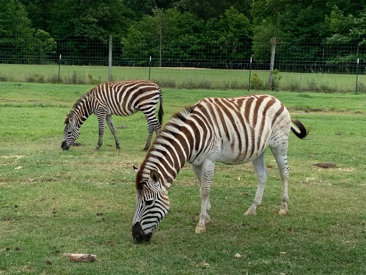 Drive-Thru Safari — kidfriendlymississippi.com