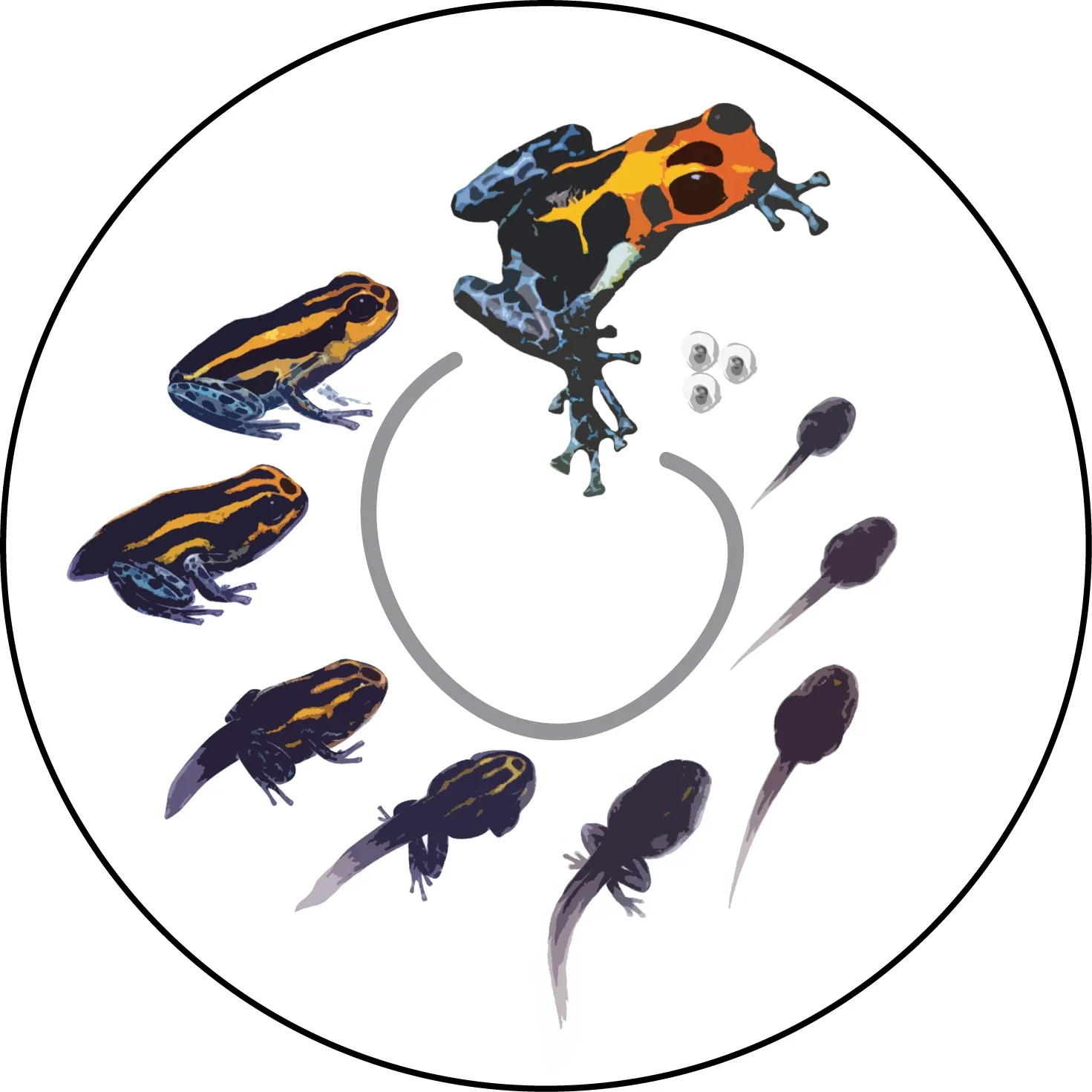 General 2 — fischer lab