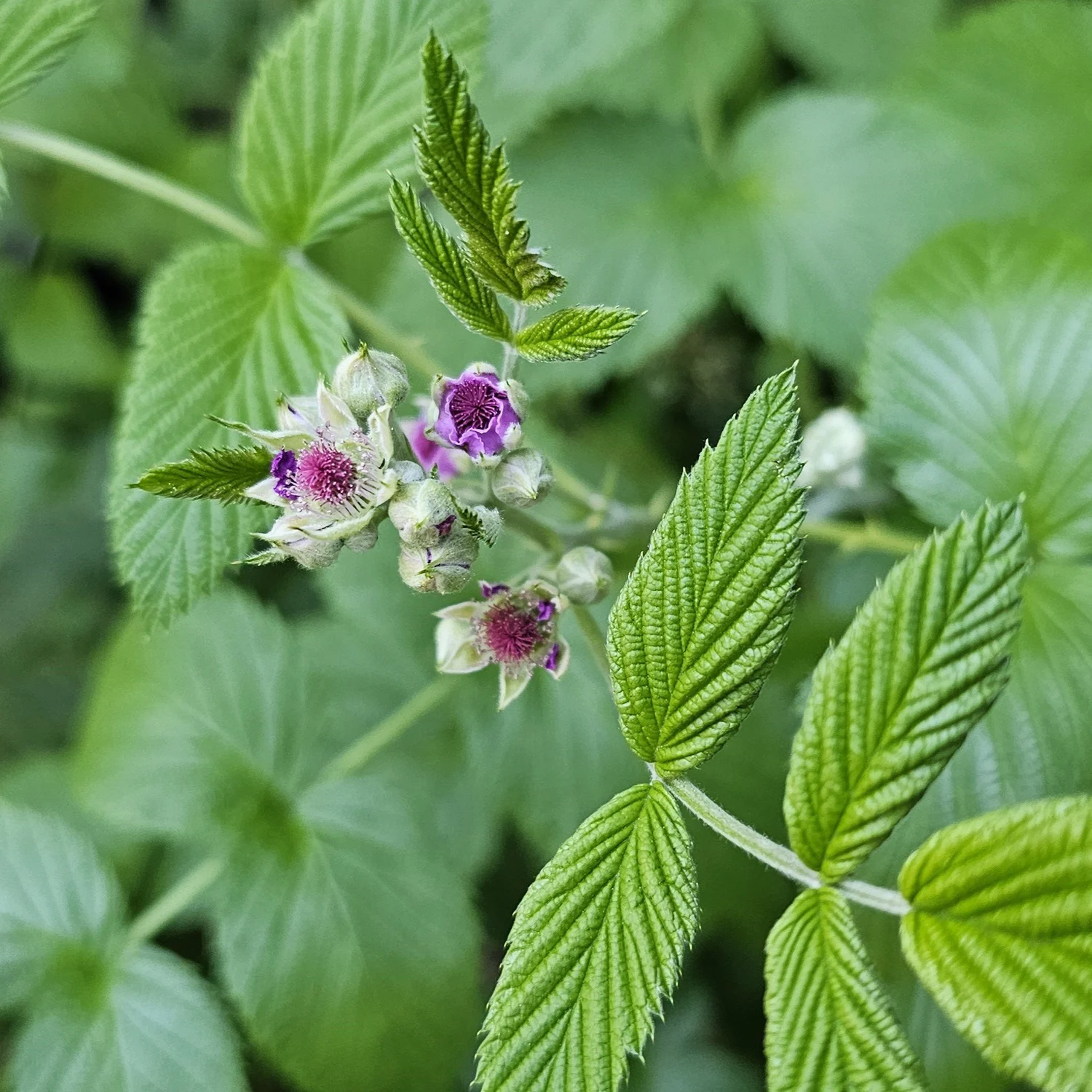 Raspberry Bush For Decks Raspberry — A Natural Farm