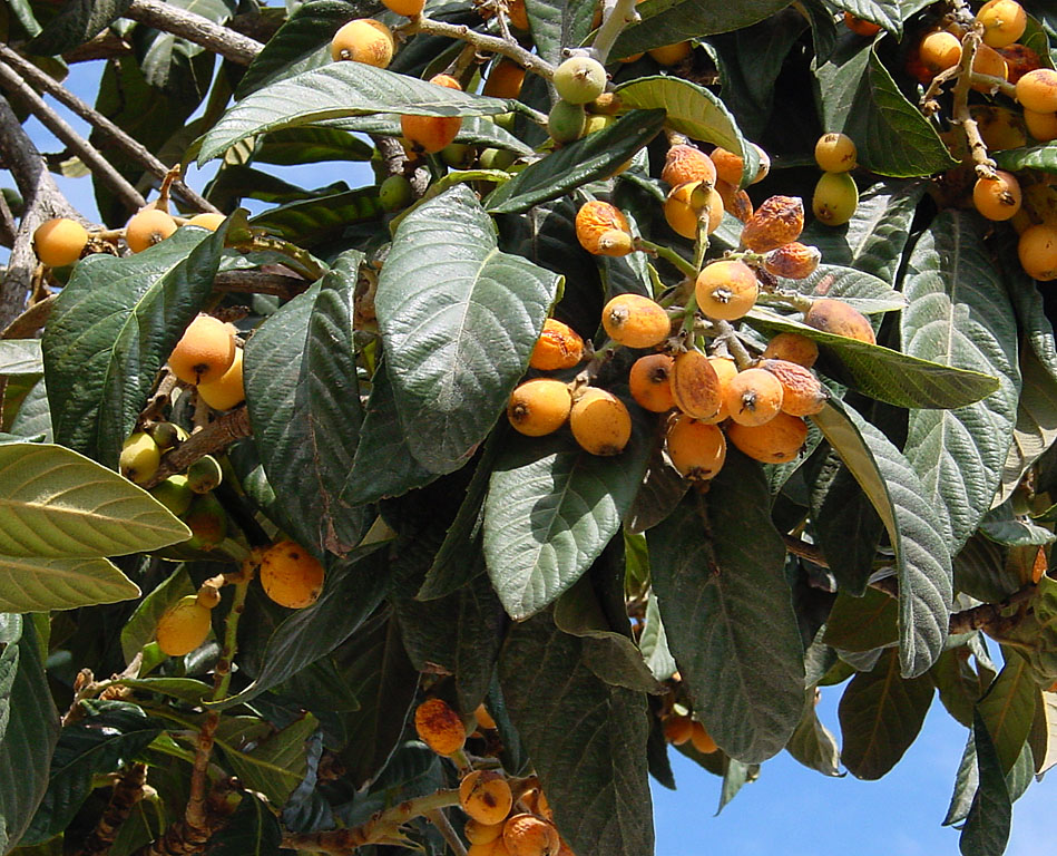 Loquat — Wanderlust Nursery