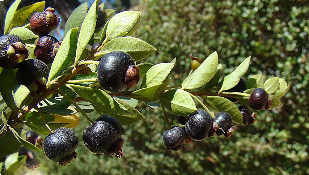 Chilean Guava — Wanderlust Nursery