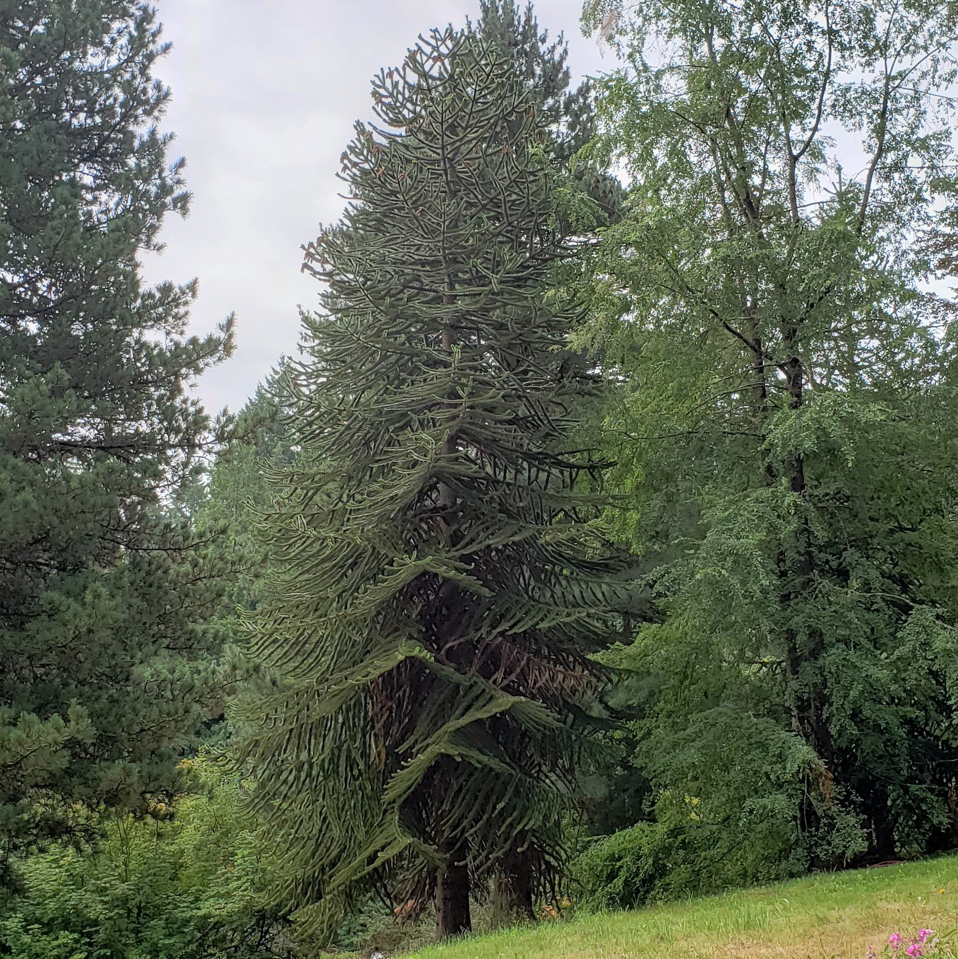 Monkey Puzzle Tree — Wanderlust Nursery