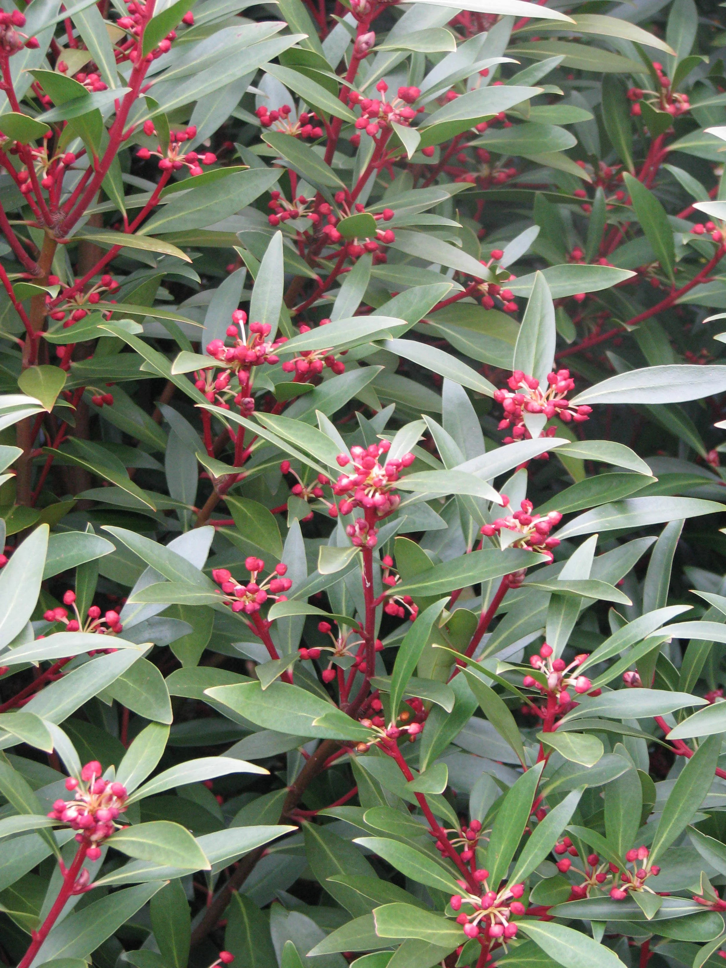 Tasmanian Mountain Pepper — Wanderlust Nursery