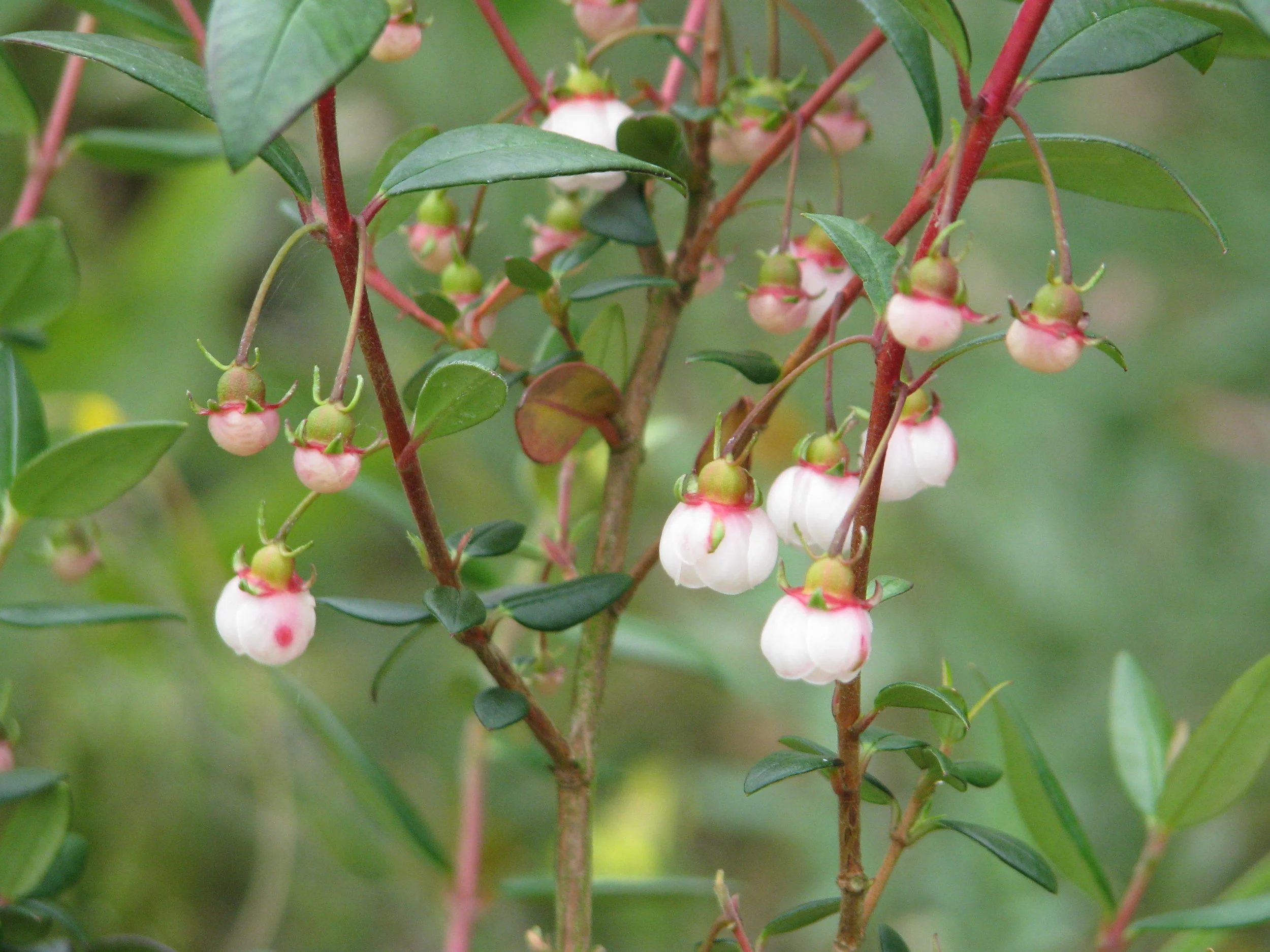 Chilean Guava — Wanderlust Nursery