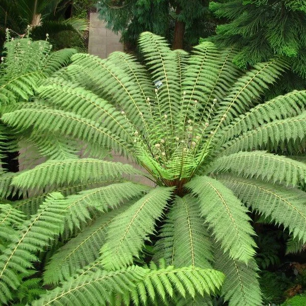 'Golden Zebra' Fern — Wanderlust Nursery