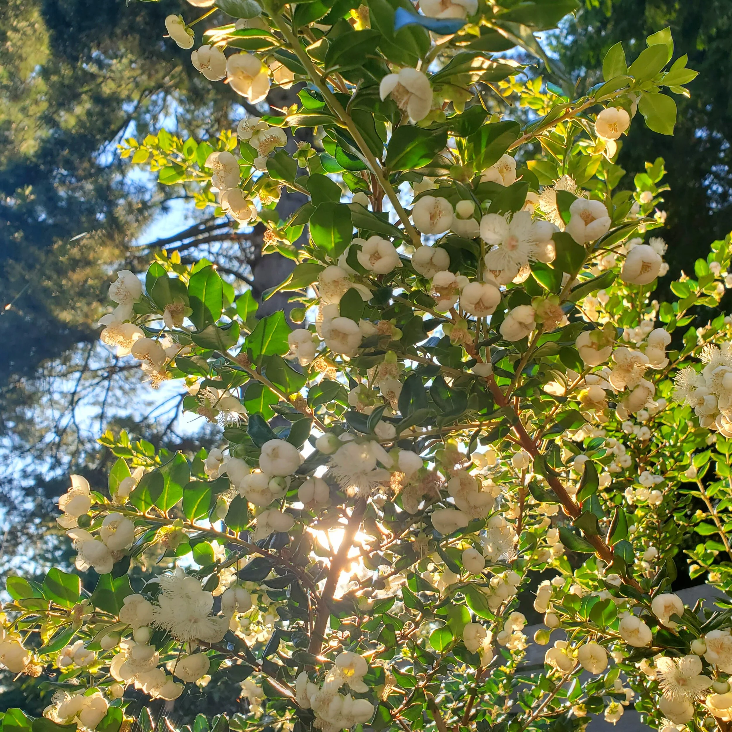 Chilean Guava — Wanderlust Nursery