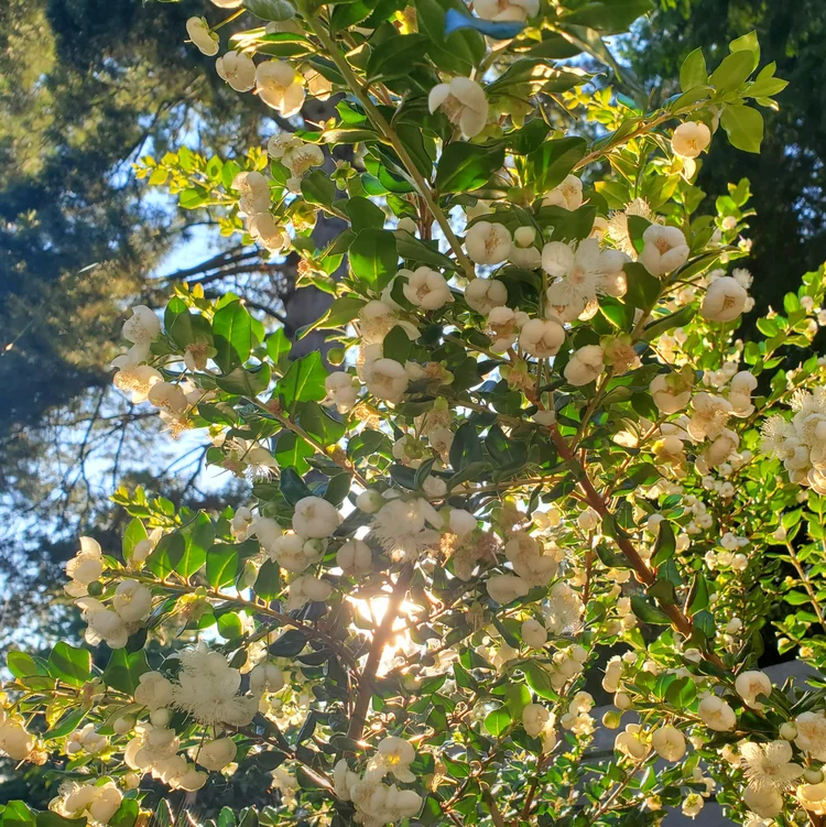 Chilean Guava — Wanderlust Nursery