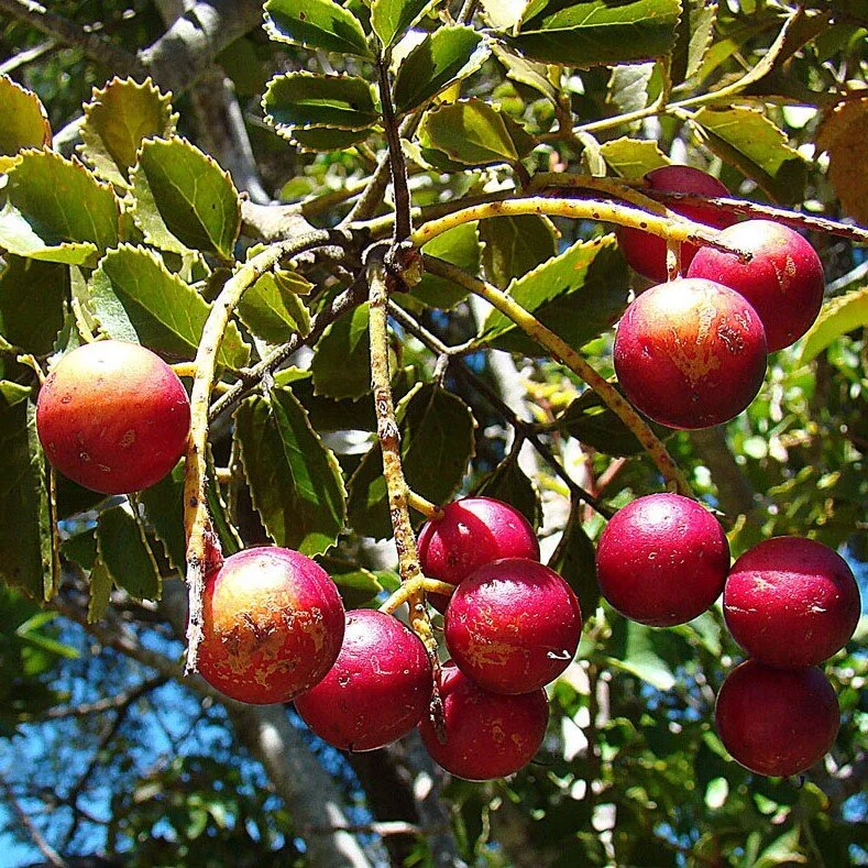 Shop | Wanderlust Nursery — Wanderlust Nursery