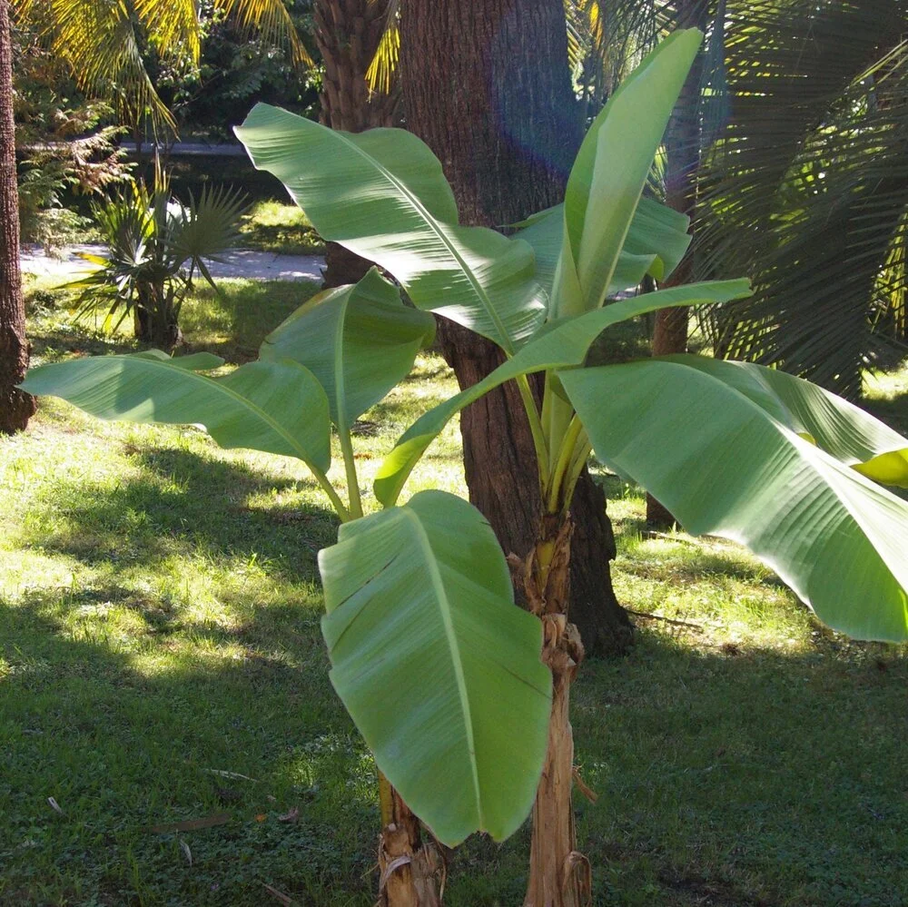 Beef and Onion Plant — Wanderlust Nursery
