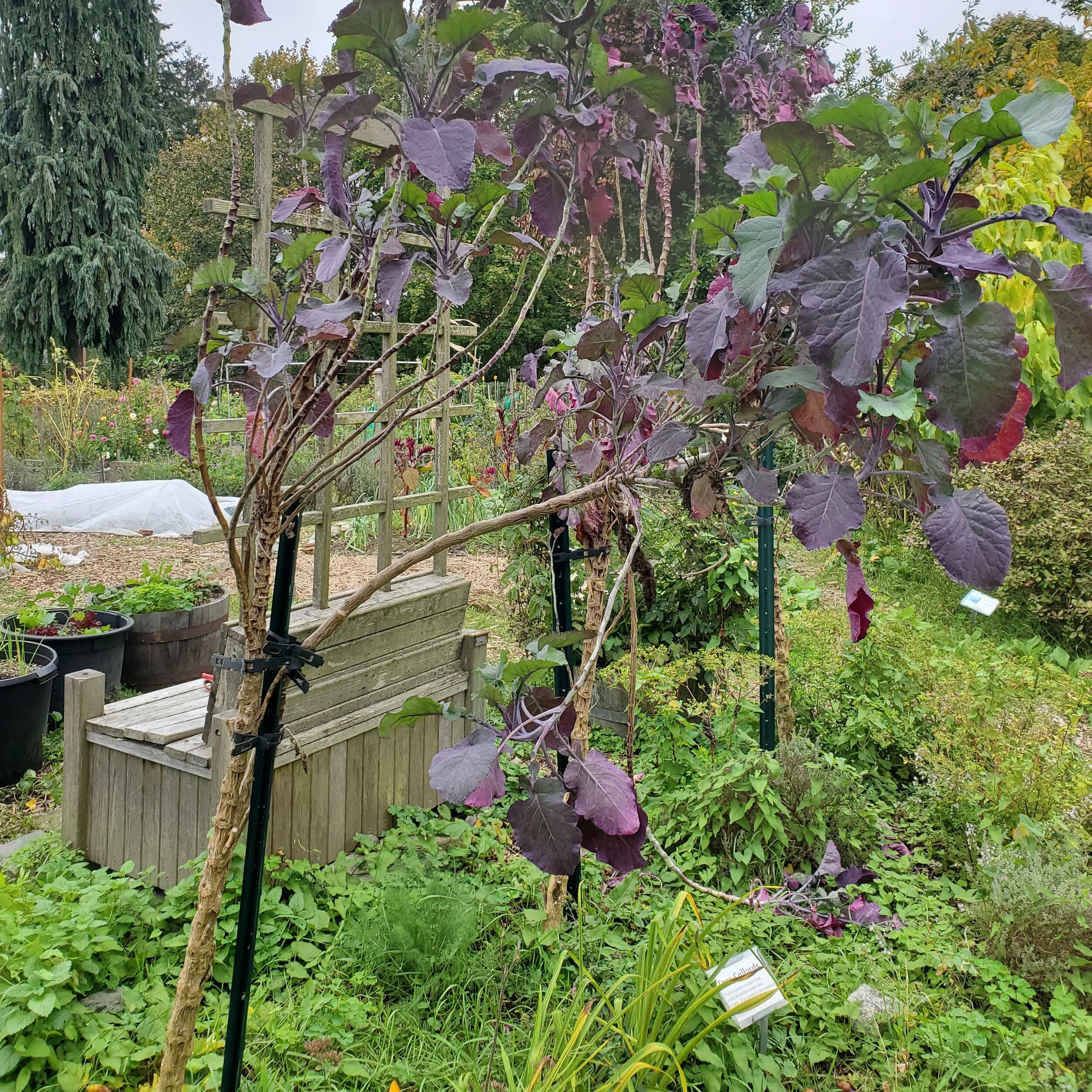 Caper — Wanderlust Nursery