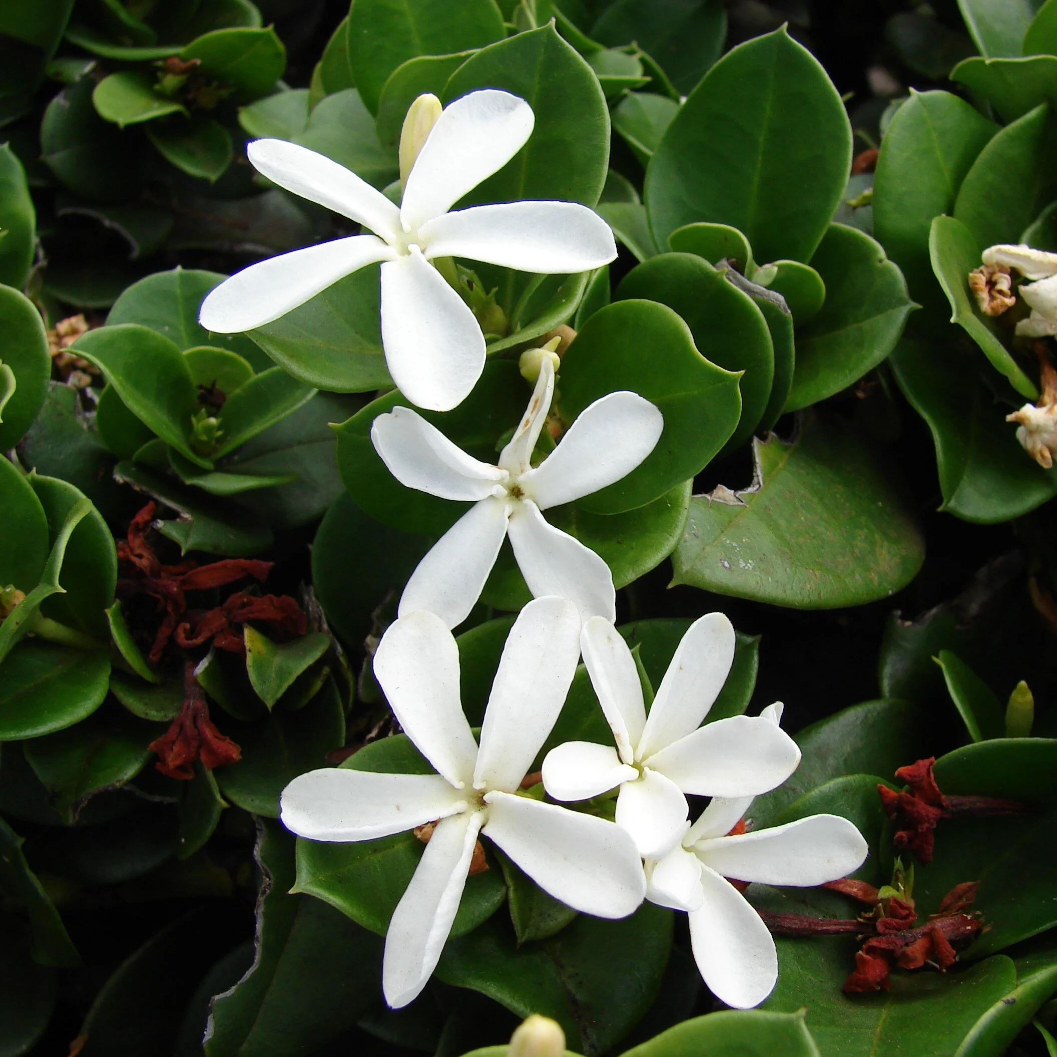 Carissa Macrocarpa Flower