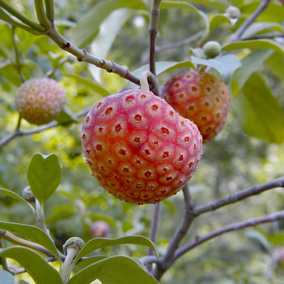 Strawberry Tree Fruit