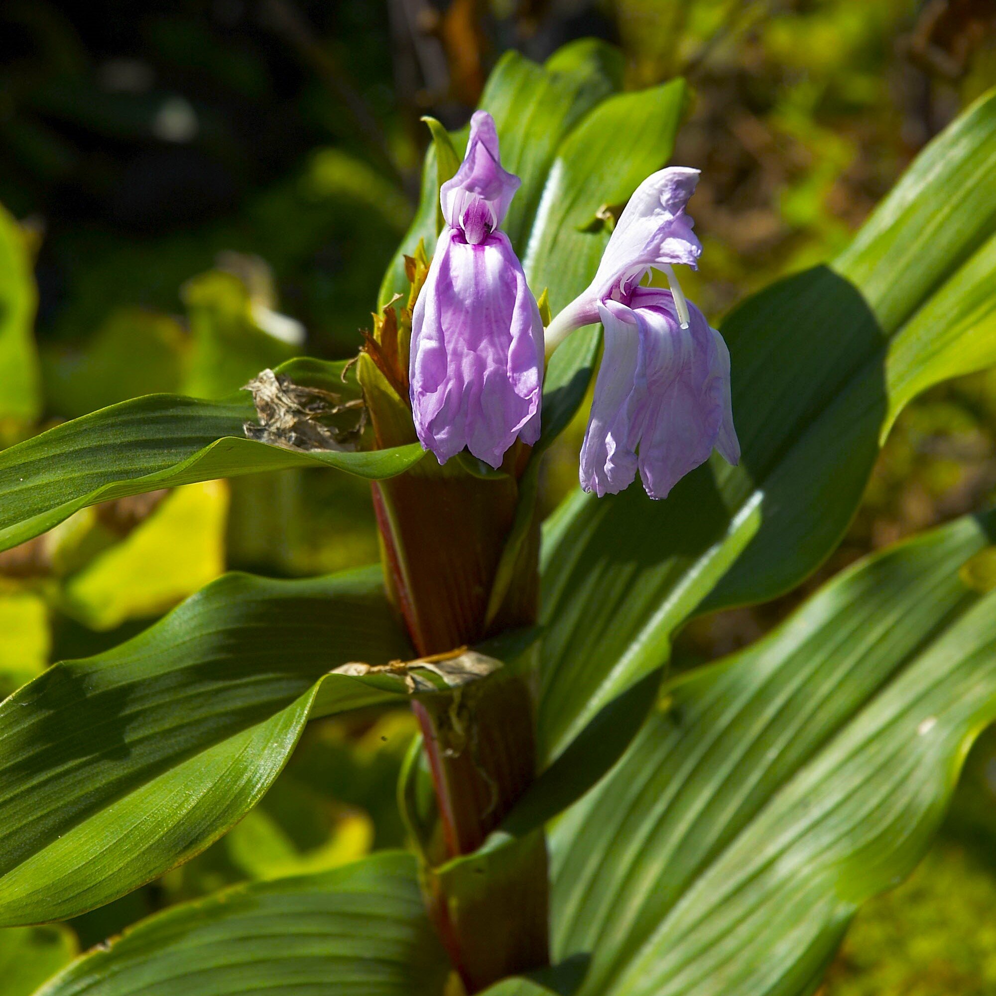 Renga Lily — Wanderlust Nursery