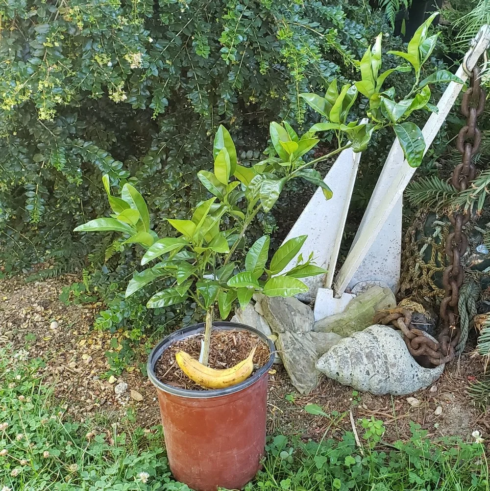 Chinotto Plant