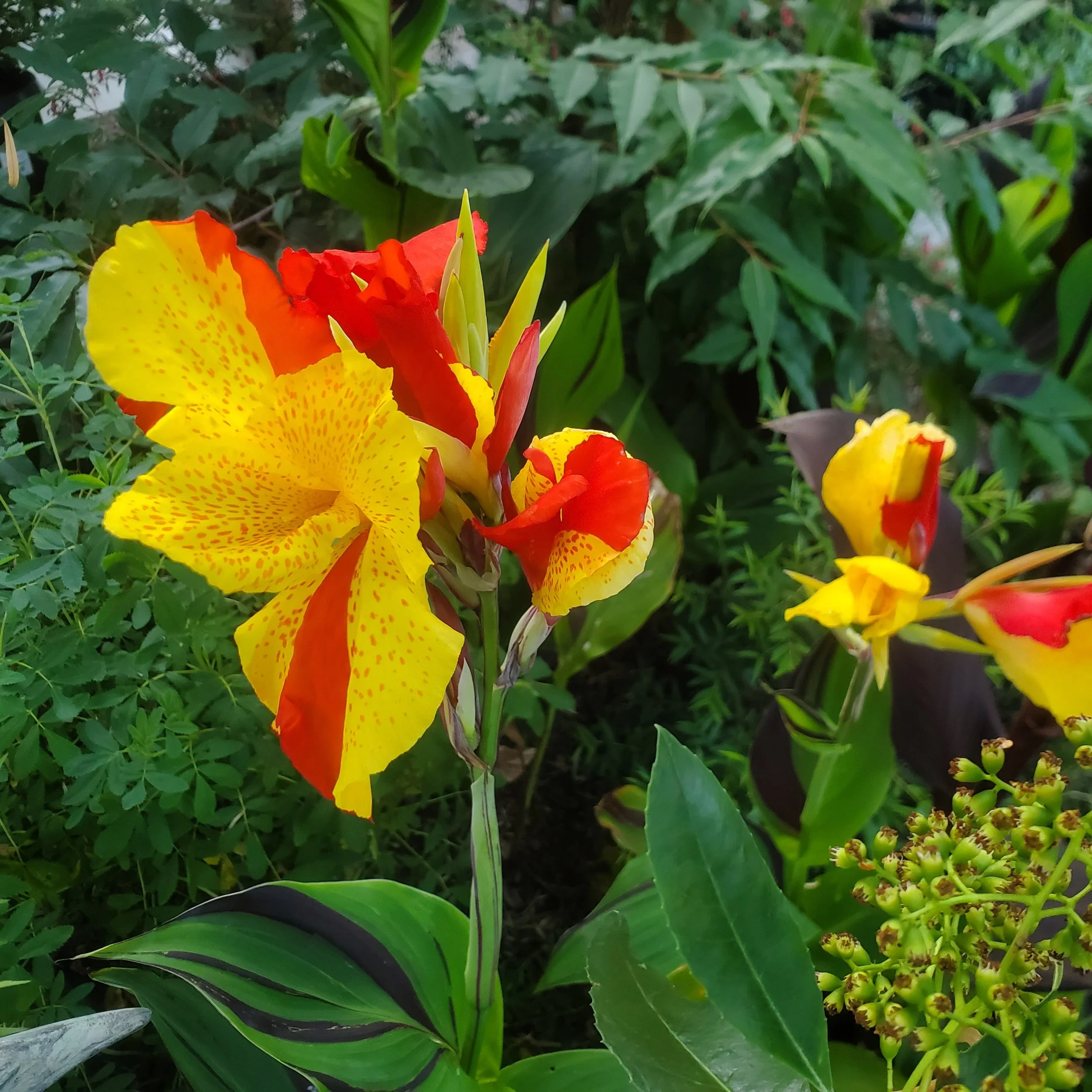 White Chilean Myrtle — Wanderlust Nursery