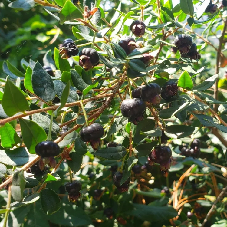 Chilean Guava — Wanderlust Nursery