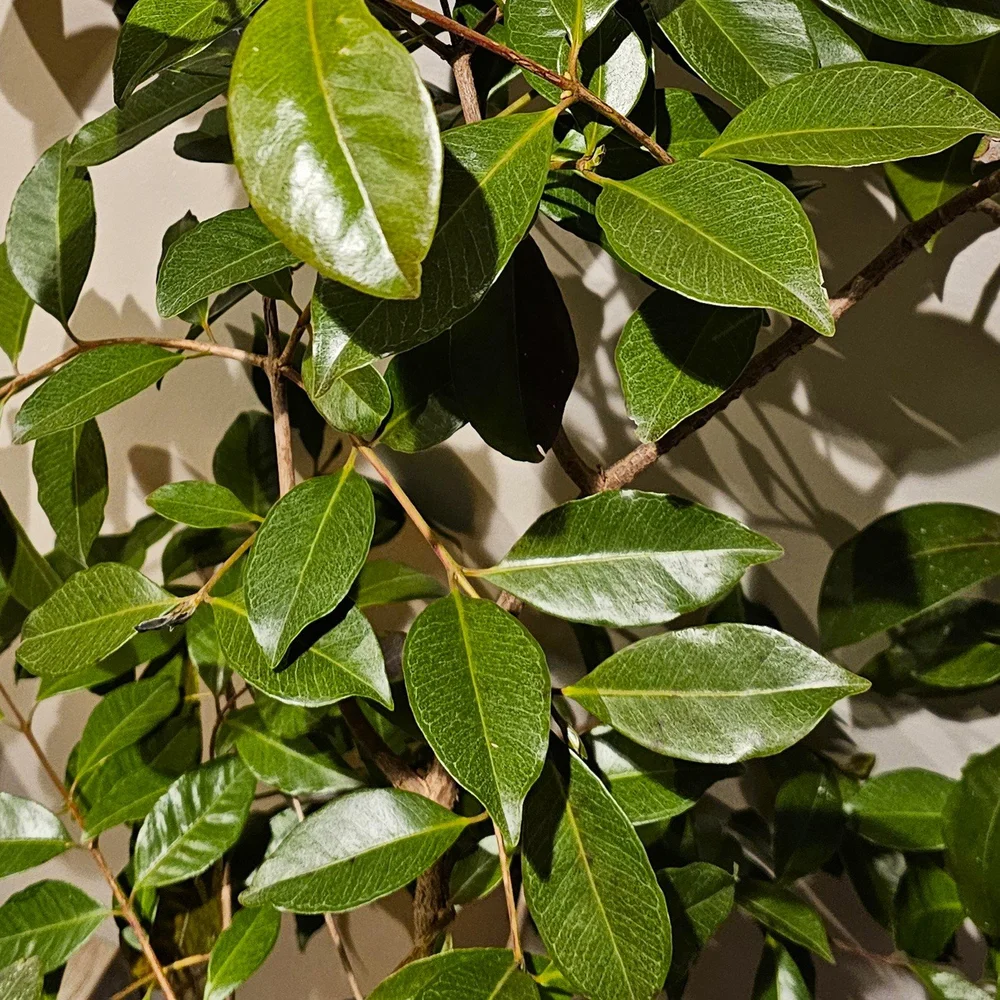 Costa Rican Guava (Cas) — Wanderlust Nursery