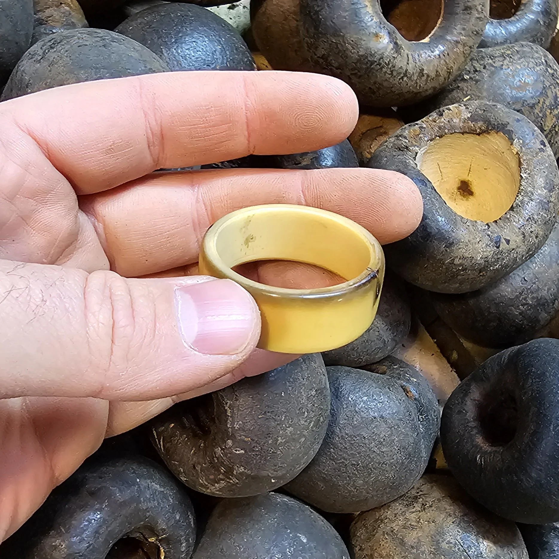 XL Raw Tagua Nut — Wanderlust Nursery